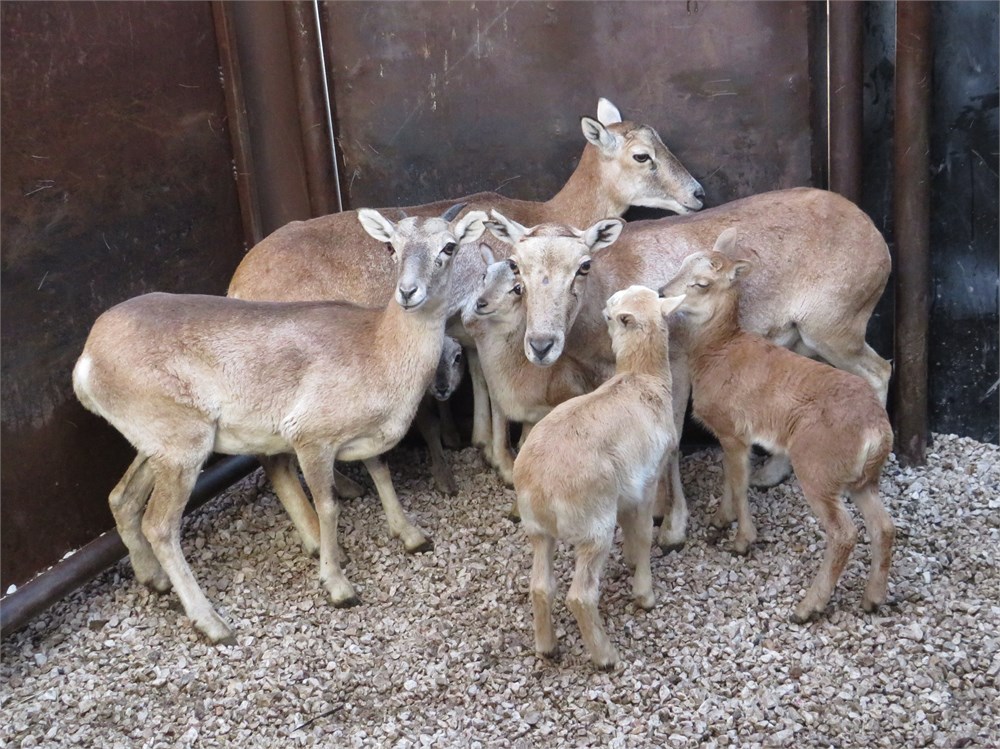 WildLife Buyer, LLC. - 0.3.4 MOUFLON (WB#12) YOUNG UNSEXED