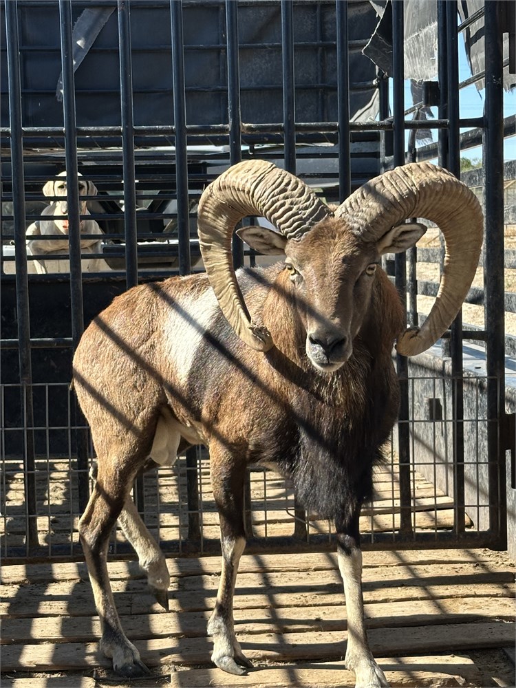 WildLife Buyer, LLC. - Red Sheep