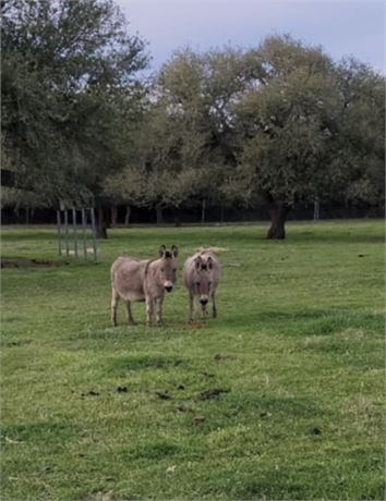 WildLife Buyer, LLC. - 2.0 Male donkeys don’t stomp fawns