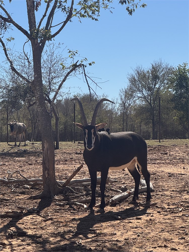 WildLife Buyer, LLC. - Huge Sable Bull