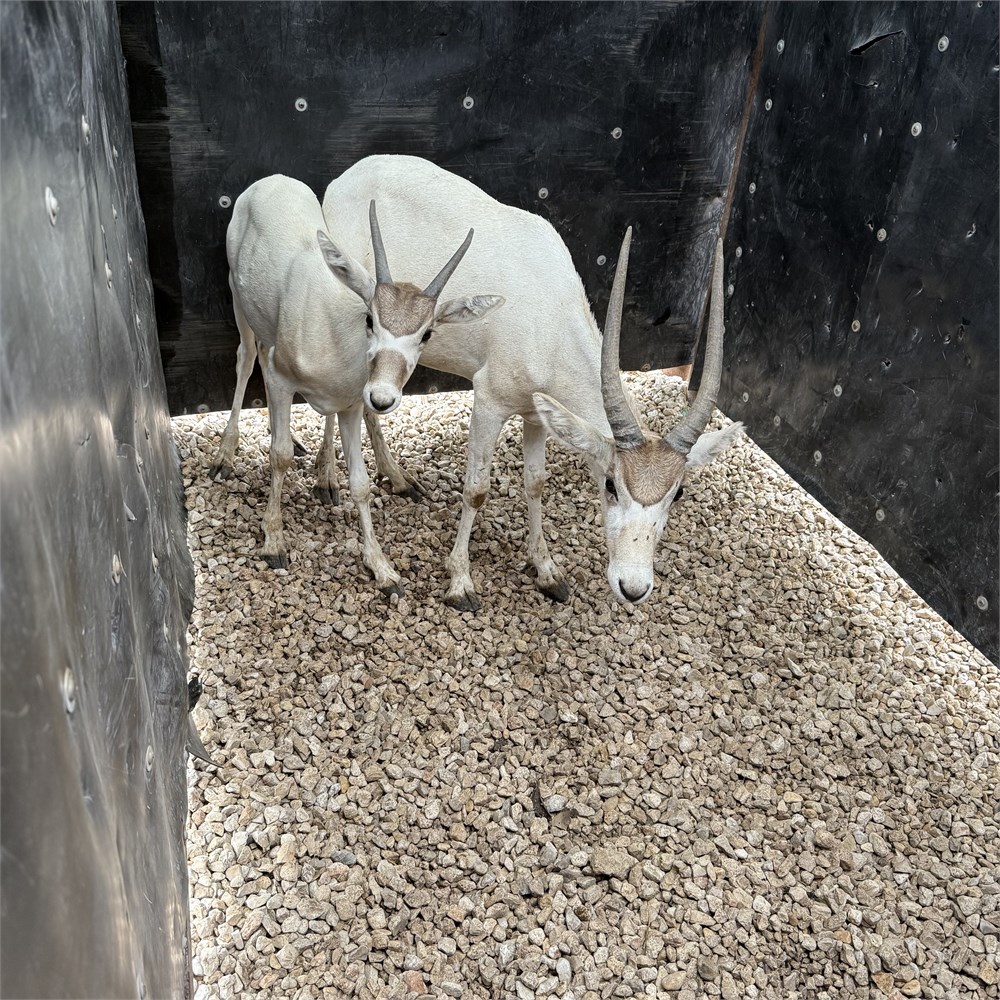 WildLife Buyer, LLC. - 2.0 Addax